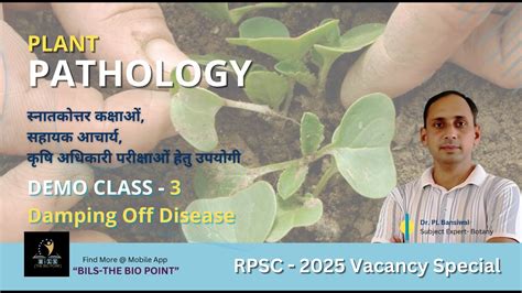 Damping Off Disease By Pythium Fungal Disease Plant Pathology