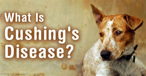 Understanding Cushings Disease In Pets