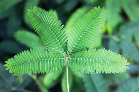 Plant Species Profiles And Guides Plant Grower World