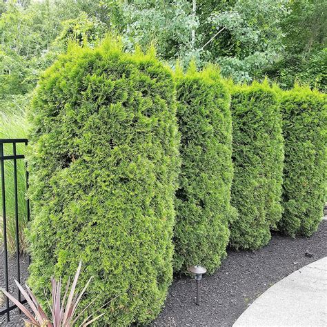 Emerald Green Arborvitae Spacing 5 6 Foot Emerald Green Arborvitae