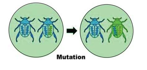 Hugo De Vries Mutation Theory