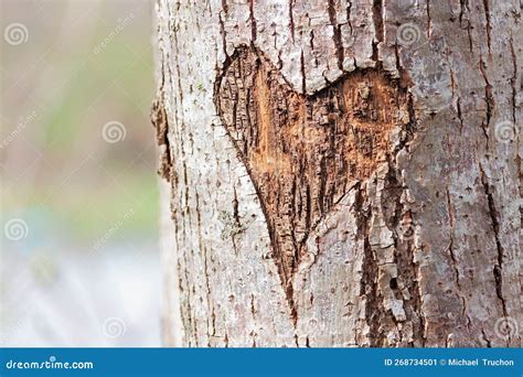 A Heart Carved Into A Tree Stock Image Image Of Rusty