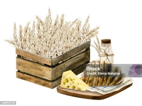 밀 수확 유제품 치즈 빵 우유병의 유대인 휴일 Shavuot 나무 상자를 위한 수채화 시골 농장 구성 Illustration