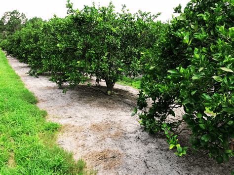 How To Achieve Accurate Herbicide Application Tip Of The Week Citrus Industry Magazine