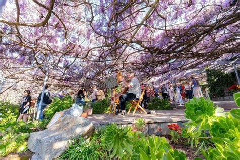 Sunny Of The World Oldest Wistaria Blossom Event Editorial Image