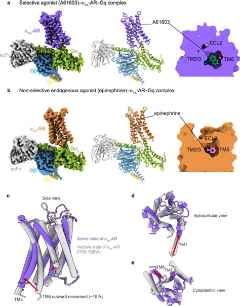 α1A 肾上腺素受体激动剂特异性的结构基础 Nature Communications X MOL