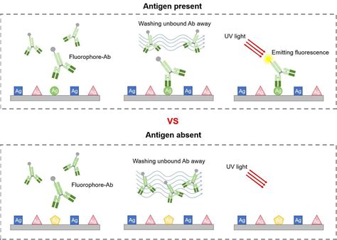 Immunofluorescence If Creative Biolabs