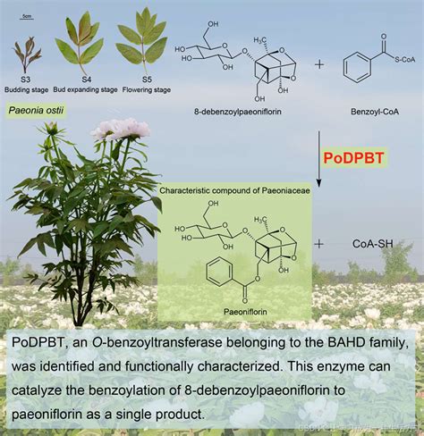 芍药bahd酰基转移酶 文献精读128 Bahd Acyltransferase Csdn博客
