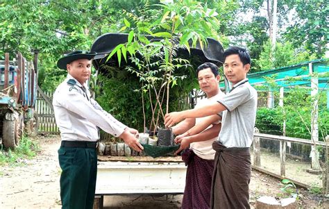 ကျွန်းလှမြို့နယ်၌ မိုးရာသီစိုက်ပျိုးရန်ပျိုးပင်များ အခမဲ့ဖြန့်ဝေပေးလျက်ရှိ Information And