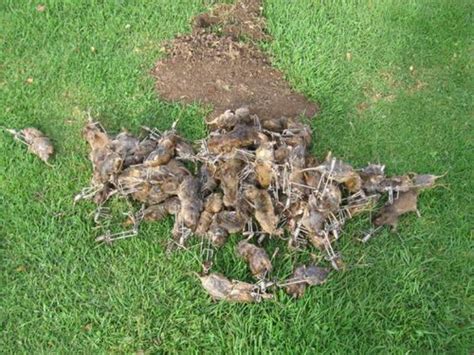 Idaho County Offers Gopher Bounty Hunt Talk