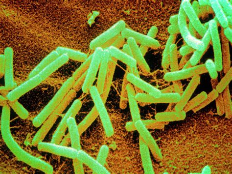 Bacillus Subtilis Microscope