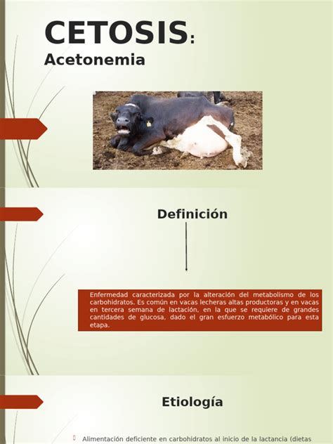 Cetosis En Vacas Lecheras Causas Y Tratamiento Pdf Leche Cetosis