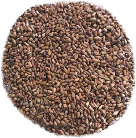 Dried Cassia Tora Seeds Charotachakodpowad Packaging Type Loose At