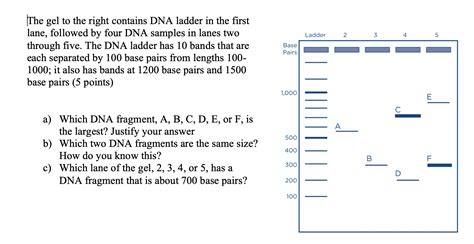 Solved Ladder 2 2 3 4 5 The Gel To The Right Contains DNA Chegg