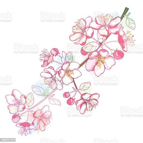 와 벡터 지점 개요 꽃 사과 꽃 무리와 파스텔 핑크 색상 흰색 배경에 고립 된 단풍 0명에 대한 스톡 벡터 아트 및 기타 이미지