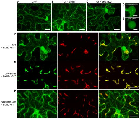 Subcellular Localization Of Gfp Bmb1d22 In Comparison To Those Of Gfp