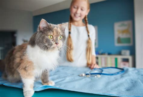 Причини за уринарни проблеми при котките и как да ги предотвратим Chuime Bg