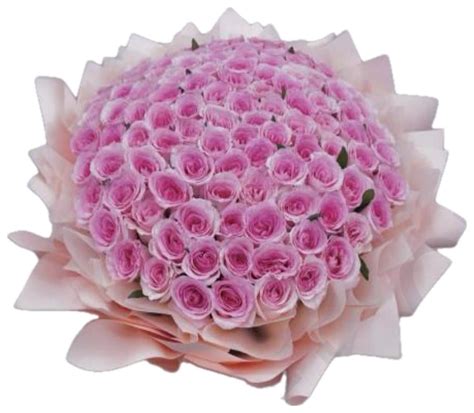 101 Pink Roselle Roses Flowers Online