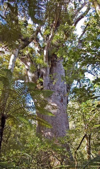 Kauri Podocarp Broadleaved Forest • New Zealand Plant Conservation Network