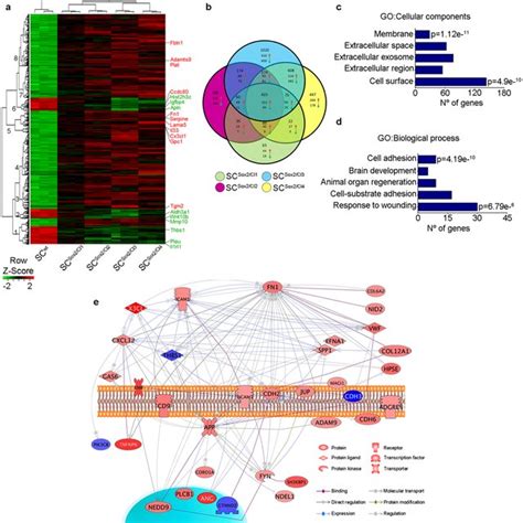 Cell Adhesion And Ecm Related Genes Are Significantly Up Regulated Upon