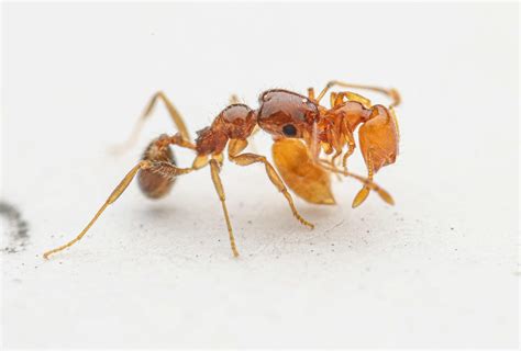 I Discovered A New Ant Species General Anting Ants And Myrmecology Forum