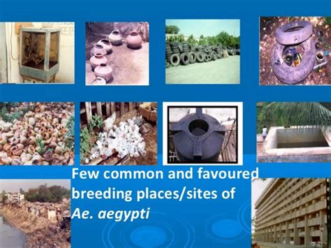 Dengue Prevention And Control Pdf