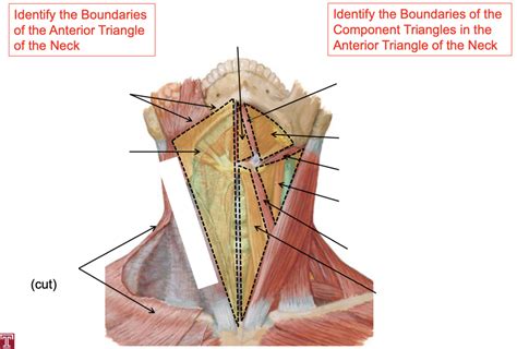 Anterior Triangle Of The Neck Pt 2 Diagram Quizlet