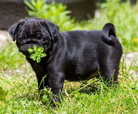 448 Best Black Pug Puppies Images On Pinterest Black Pug Puppies