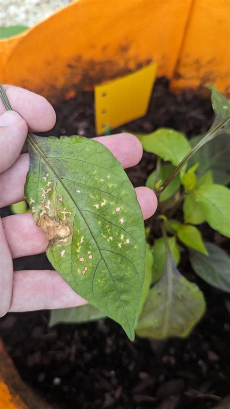What Happening To This Black Hungarian Pepper Plant Clear Brown