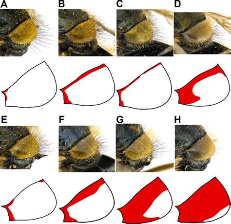 Scutella In Dorso Lateral View Showing A Range Of Variation A B Download Scientific