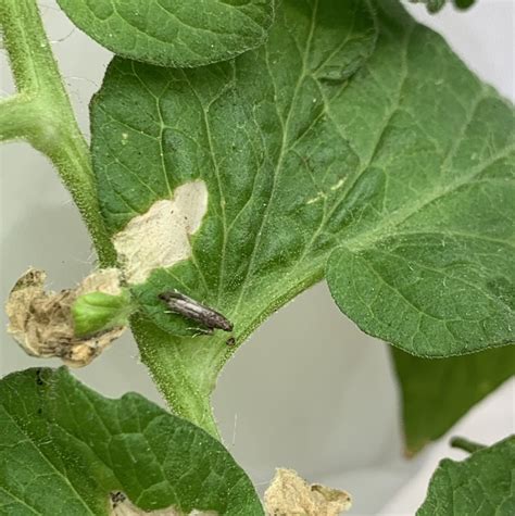 Pest 2 Object Detection Model By Gaziosmanpasa