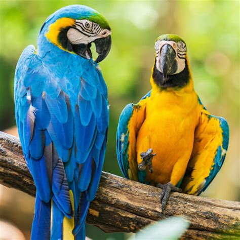 When Lonely Parrots Talk