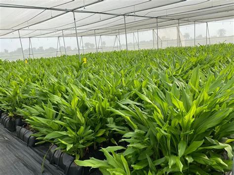 Hydroponics Hdpe Trough System At ₹ 135 Piece Garden Trough In Navi Mumbai Id 2855852439488