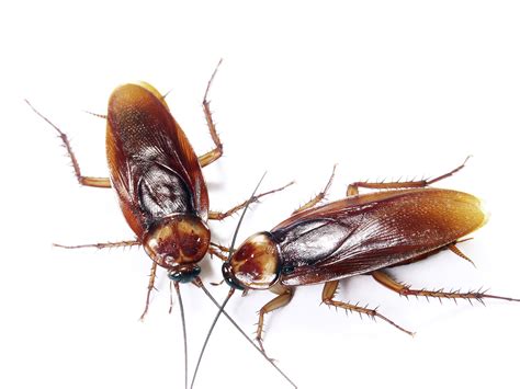 Cockroach Control Southbank Cafe Pest Control Empire