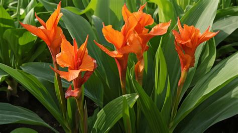 9 Foto Gambar Tanaman Ganyong Gambar Dan Background Untuk Unduh Gratis Pngtree