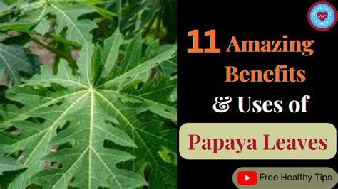 11 Potential Health Benefits And Uses Of Papaya Leaves Medicinal Drink