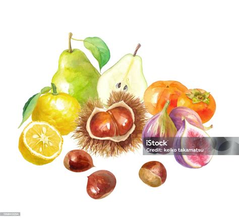가을과 겨울 과일의 컬렉션 밤 감 무화과 배 유자 수채화 그림 유자에 대한 스톡 벡터 아트 및 기타 이미지 유자 과일 바구니 밤 견과 Istock