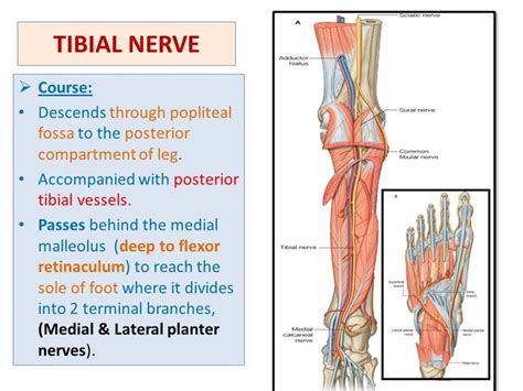 Tibial Nerve Sensory Distribution