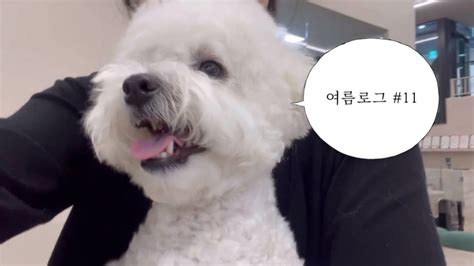 Vlog 강아지 브이로그 친구들이랑 놀기 영종도 바닷가 여름로그 11 Youtube