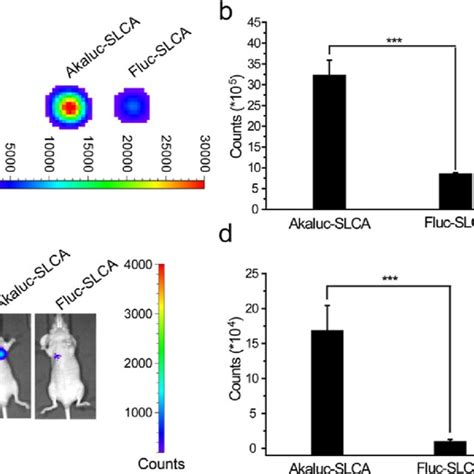 Construction Of The Akaluc Based Near Infrared Split Luciferase Download Scientific Diagram