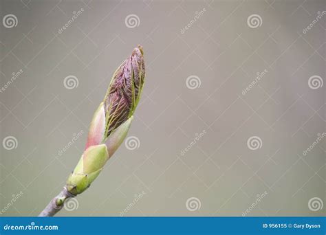 6882 Spring Leaf Buds Stock Image Image Of Opening Leaf 956155