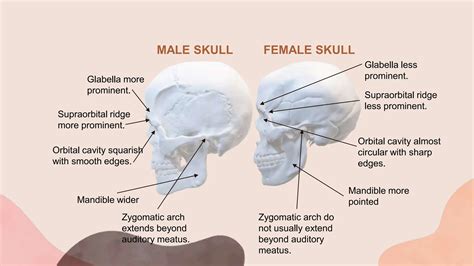 Sex Determination Through Human Skull Pptx