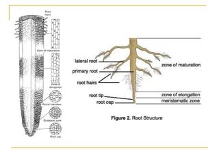 Plant Physiology In Brief Ppt