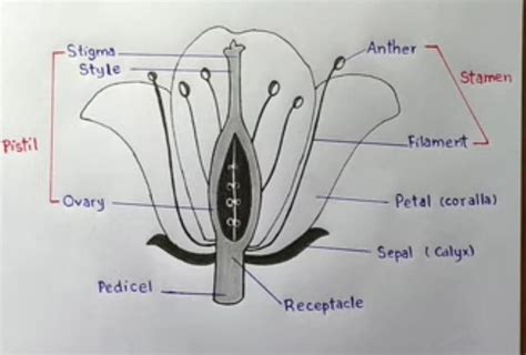 Types Of Reproduction In Plants Typical Flowers Structure Sex Of Flower