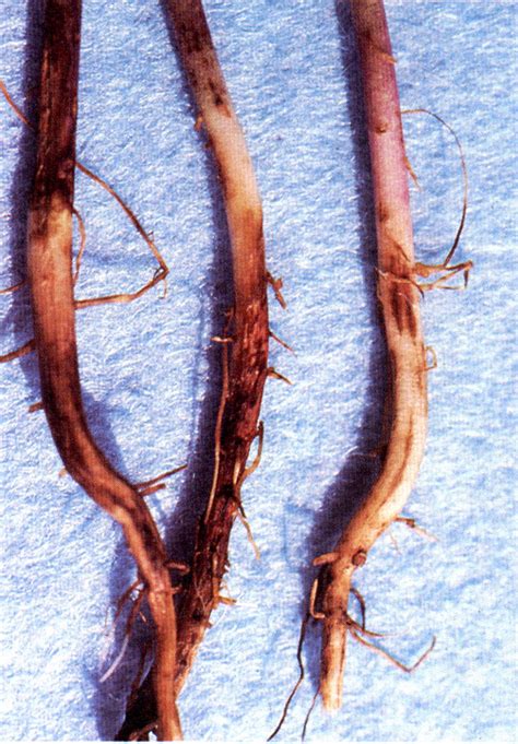 Seedling And Root Diseases Of Soybean Oklahoma State University