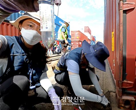 결국 여왕개미까지 출현 붉은불개미 국내 확산 초비상