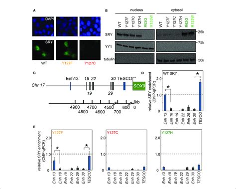 Nuclear Localization And Gene Regulatory Activities Of Sry Variants