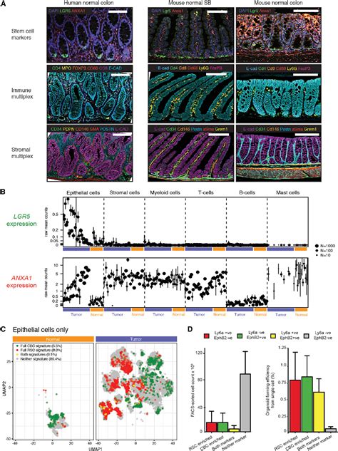 Figure 1 From Dynamic And Adaptive Cancer Stem Cell Population Admixture In Colorectal Neoplasia