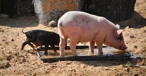 Карантин по африканской чуме свиней сняли в двух районах Ростовской области Новости Mail