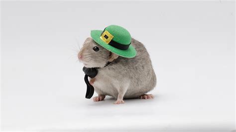 My Tiny Dwarf Rats Modeling Some Tiny Hats Ra